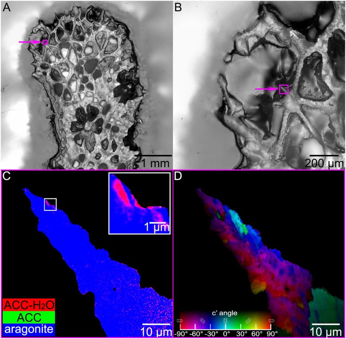 Coral Exoskeleton Growth Begins Inside Living Tissue