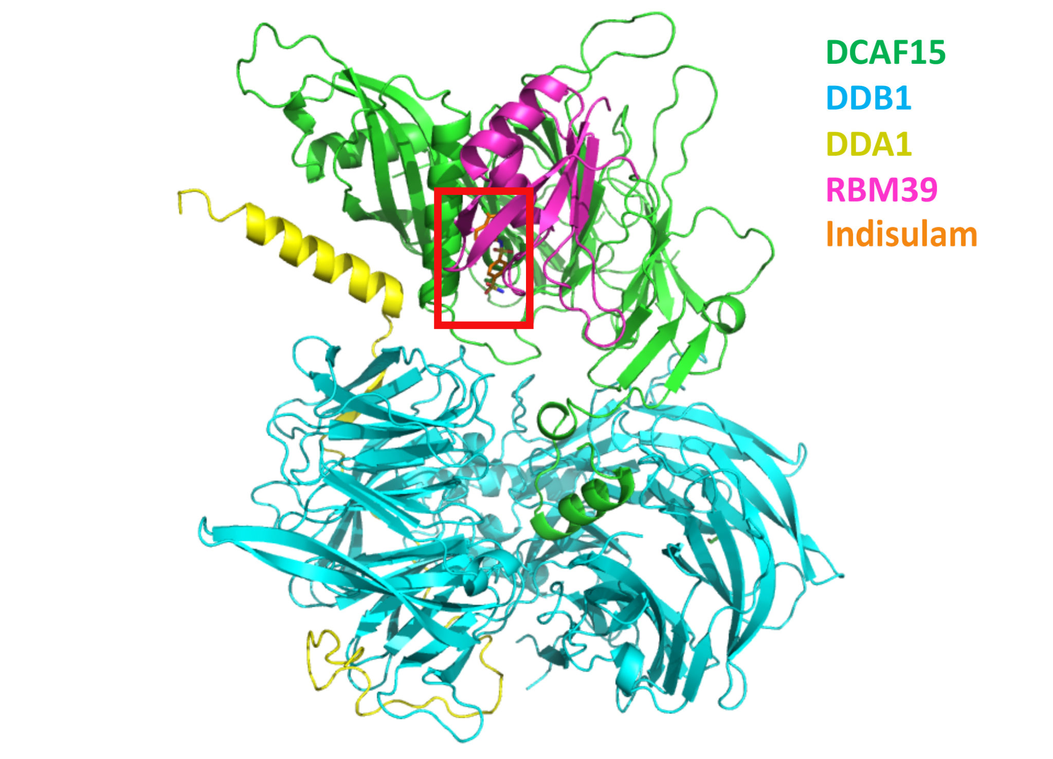 How a Cancer Drug Targets Proteins for Degradation