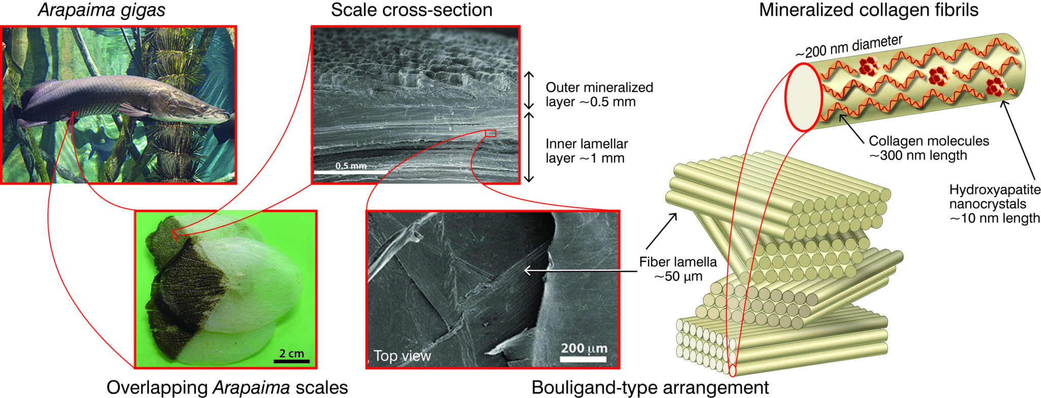 The Molecular Ingenuity of a Unique Fish Scale