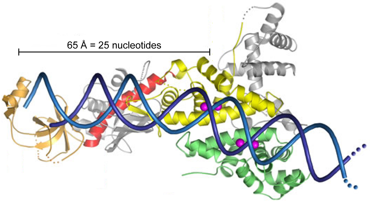 First Detailed Look at RNA Dicer