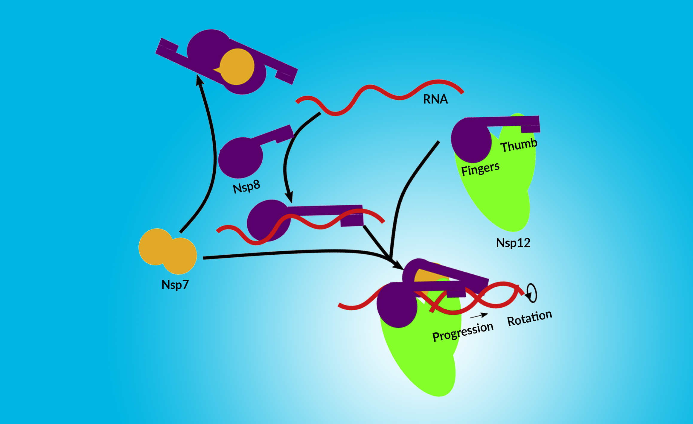Assembly of the SARS-CoV-2 Replication Mechanism