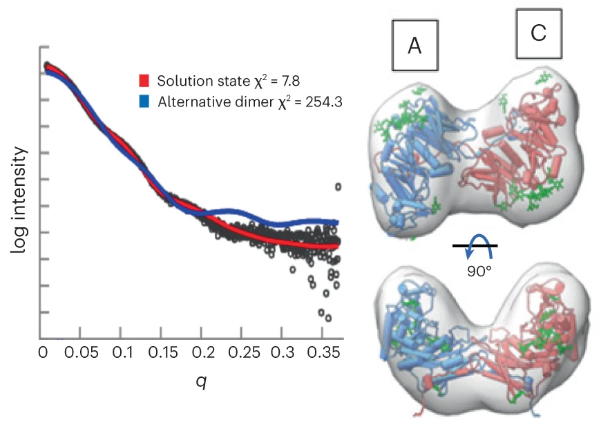 Plant Enzyme Builds Polymers That Fortify Cell Walls