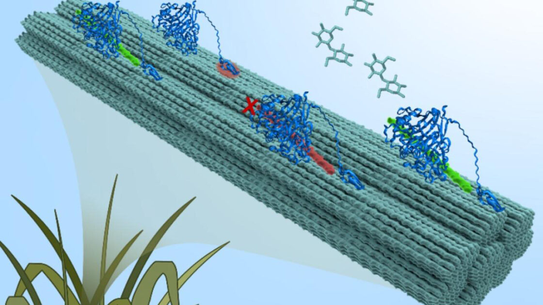 Tracking the Breakdown of Cellulose at the Micron Scale