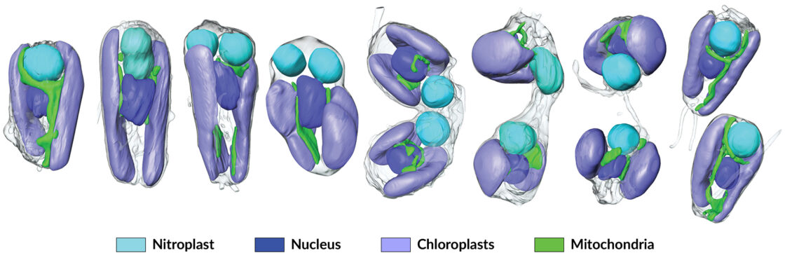 Symbiotic Nitrogen-Fixing Microbe Evolves into Organelle